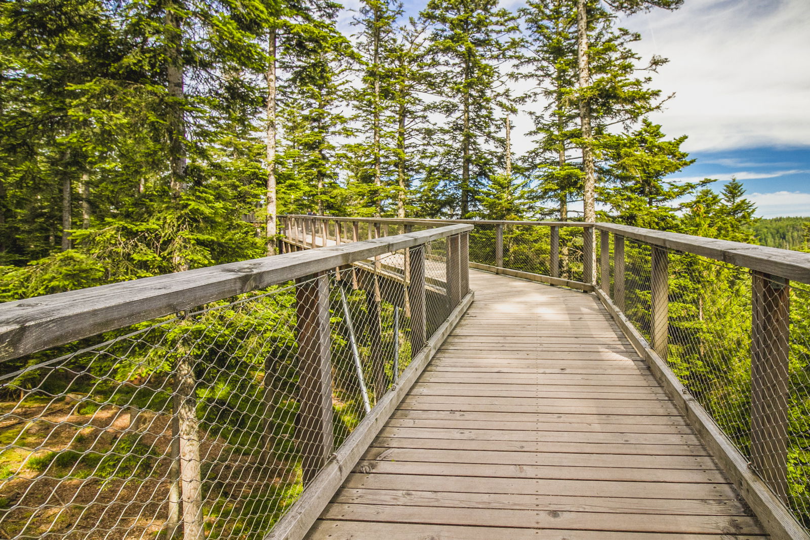 The Black Forest Panorama Cycle Route | Cycling Holidays